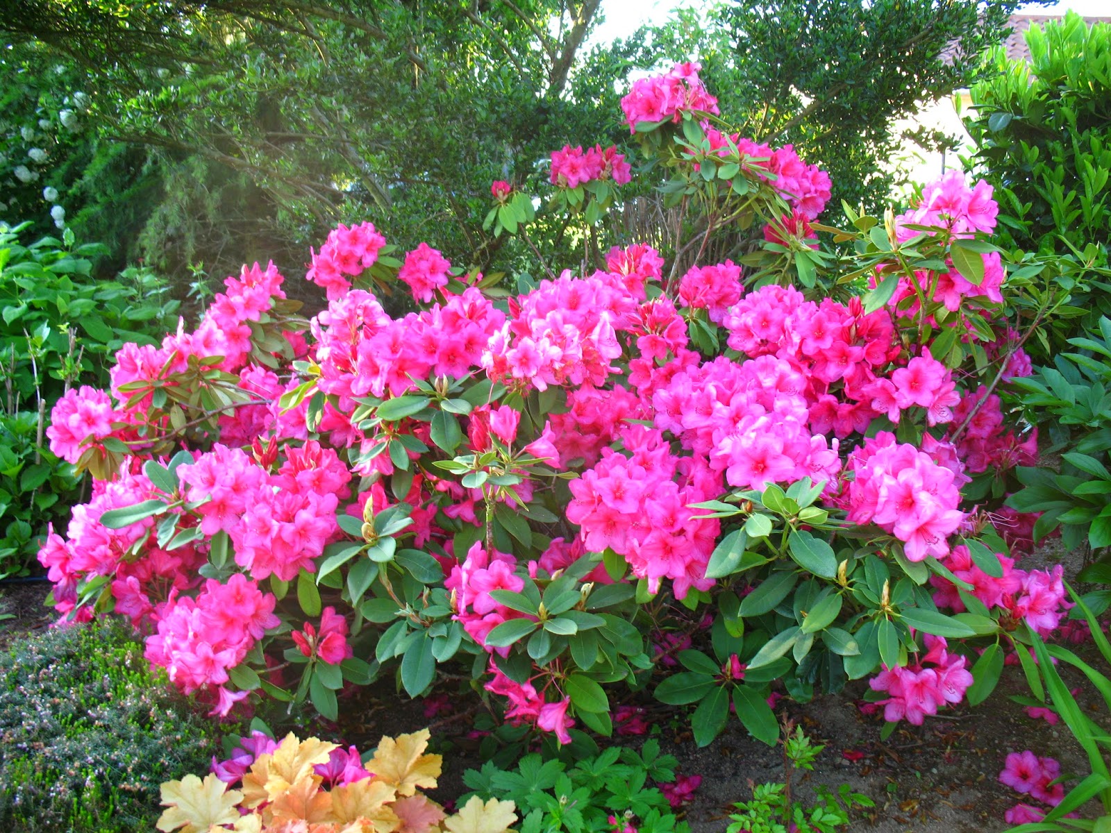 Roses du jardin Chêneland: Rhododendron "Anna Rose Whitney"