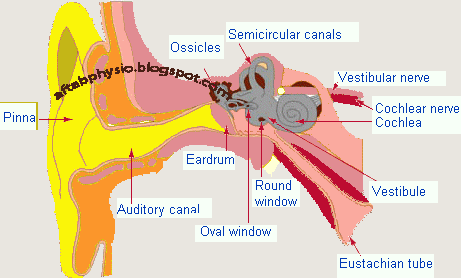 Anatomy of Ear ~ Anatomy for MSP