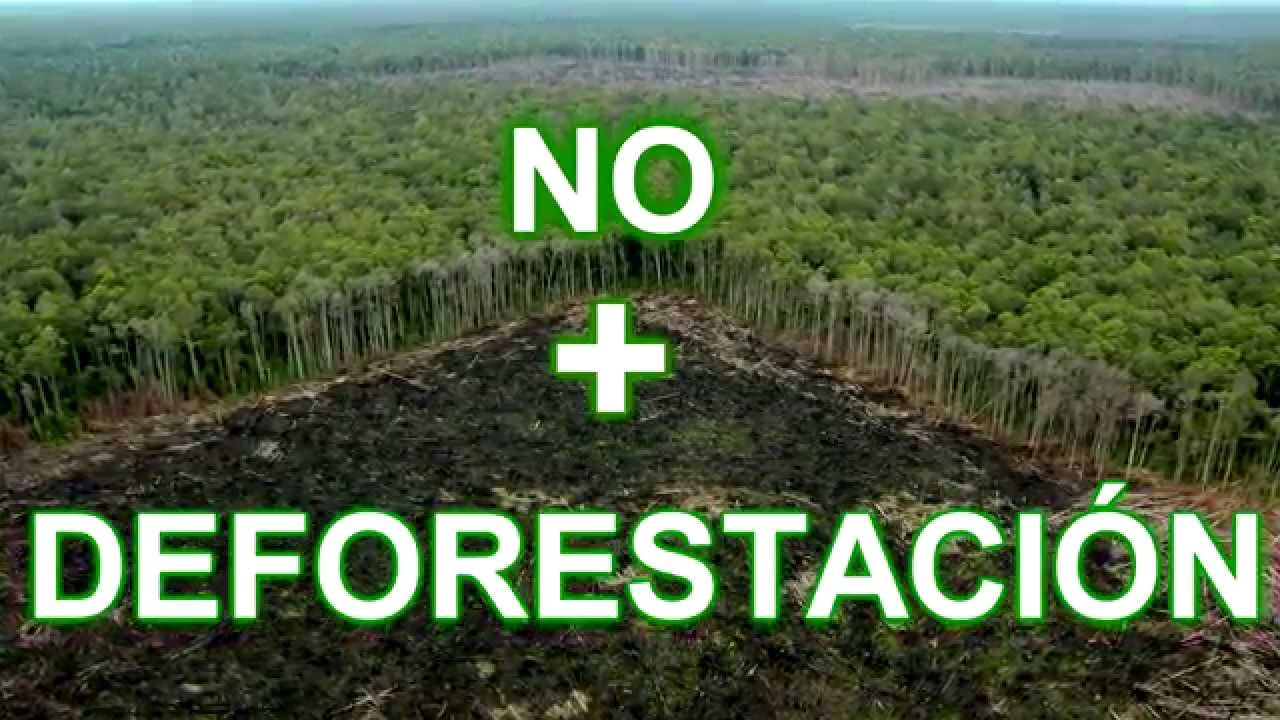 La Deforestación: Deforestación