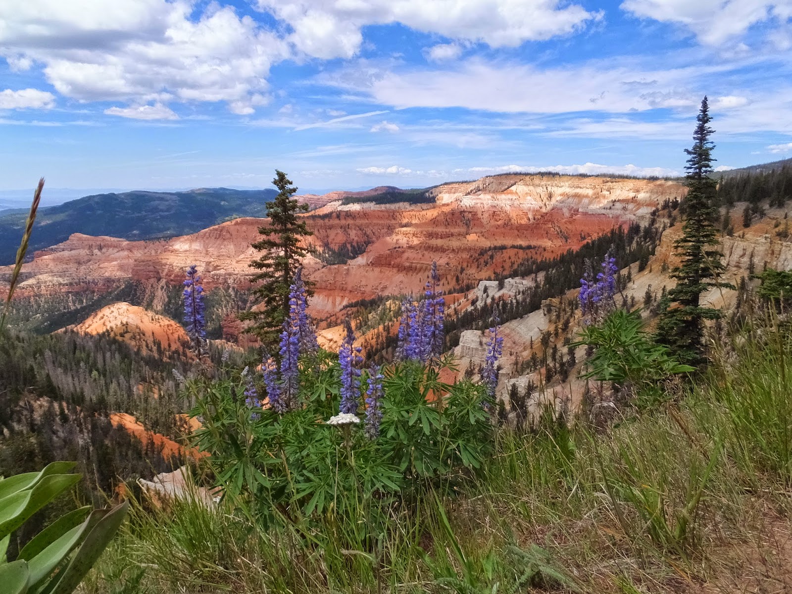 Crazy Hiker Chick: Cedar Breaks NM Alpine Pond Trail
