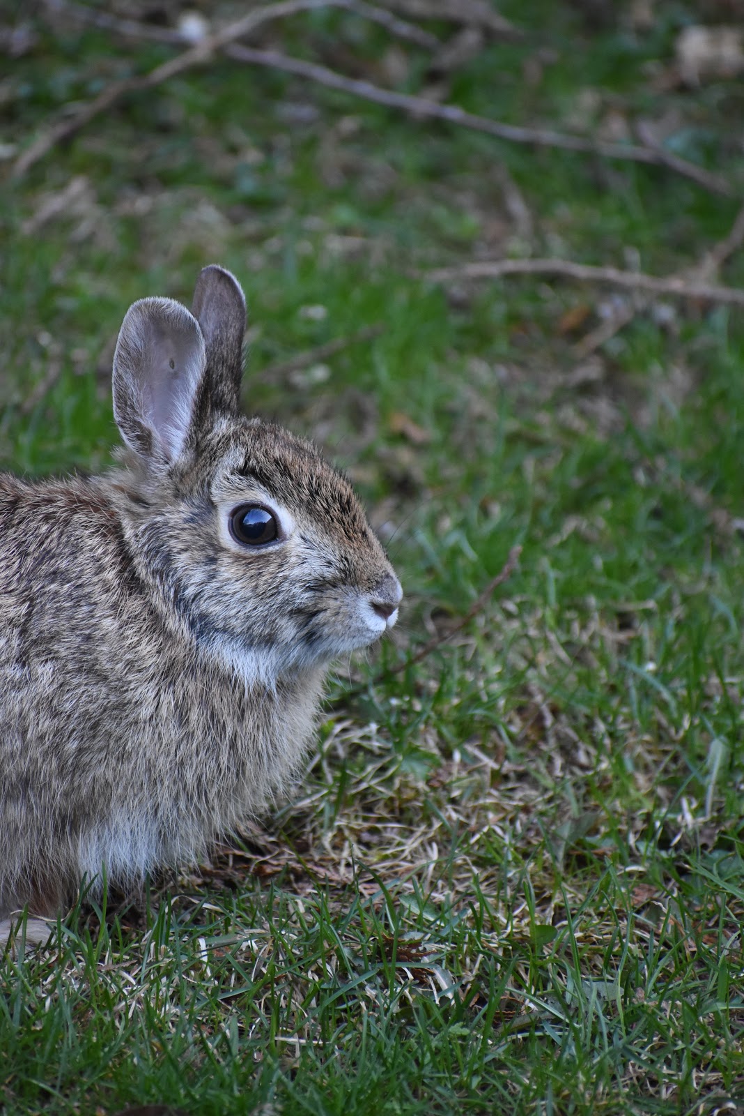 Rabbits and A Walk In the Woods