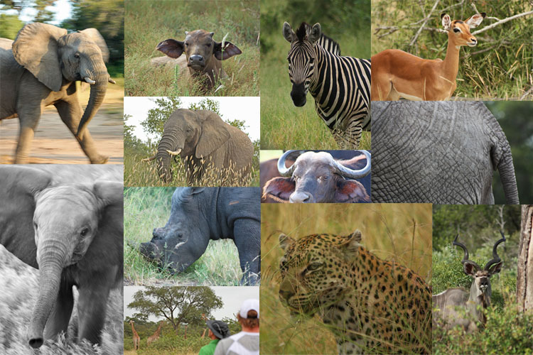 AdventureLisa: Appreciating animals