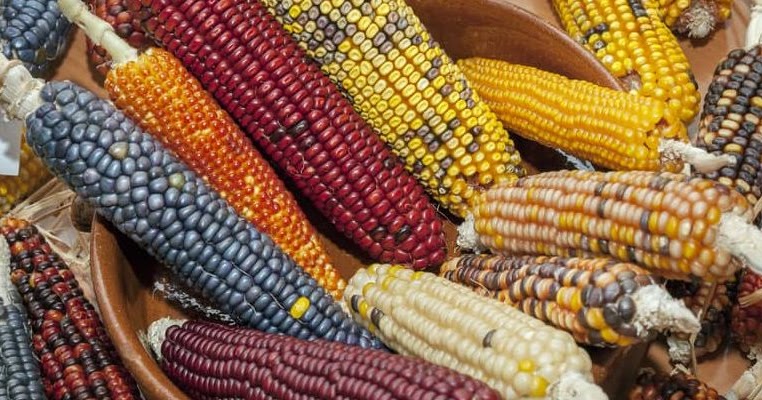 Sabor Anís Estrella: El maíz