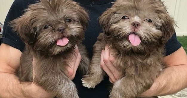 Qual o valor de um shih tzu marrom?