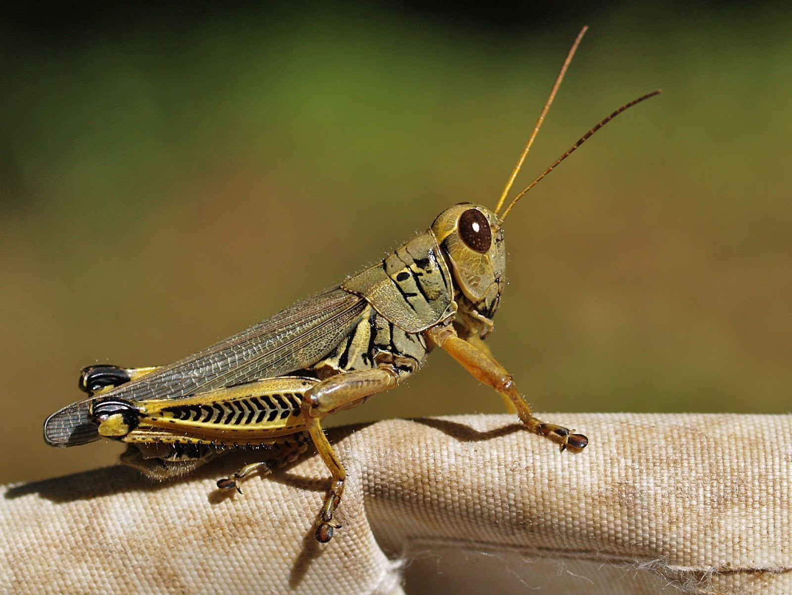 Arizona: Beetles, Bugs, Birds and more: Seining for native Arizona fish ...