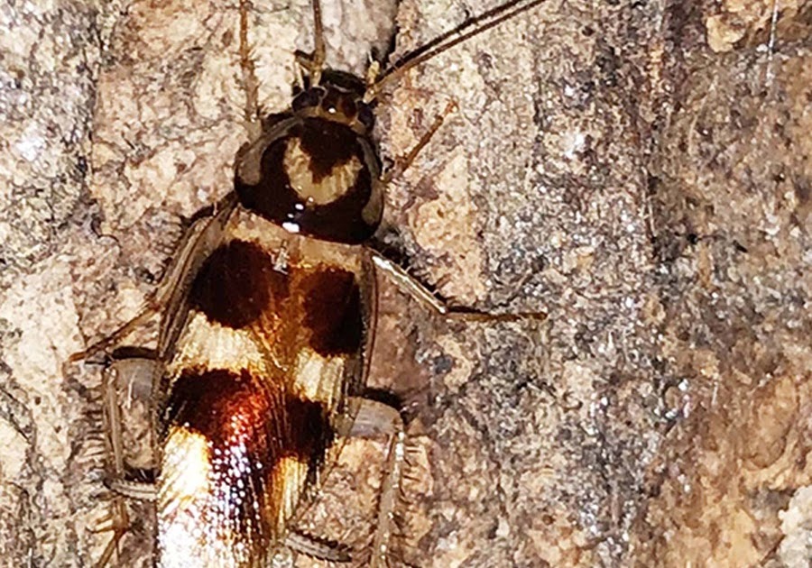 Species New to Science: [Entomology • 2021] Review of Indian Allacta ...