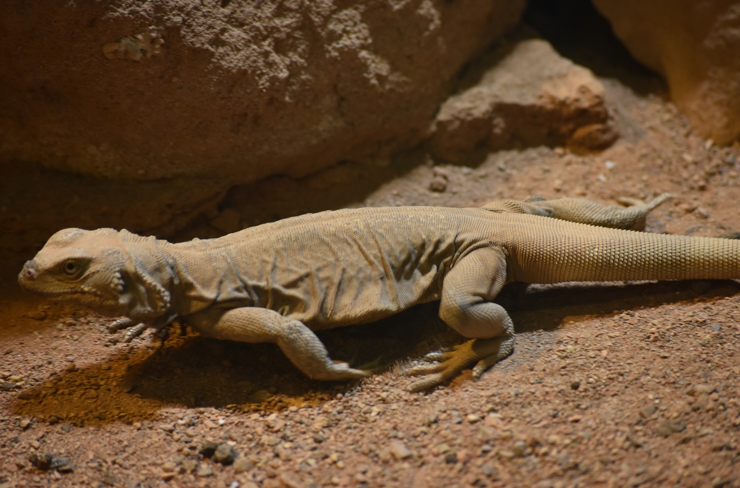 ZOOTOGRAFIANDO (6.100 ANIMALS): CHUCKWALLA DE ISLA ANGEL / SPINY ...