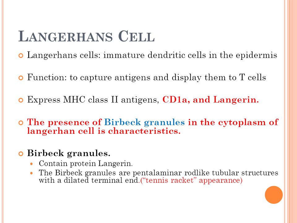EXAMS AND ME : Langerhans