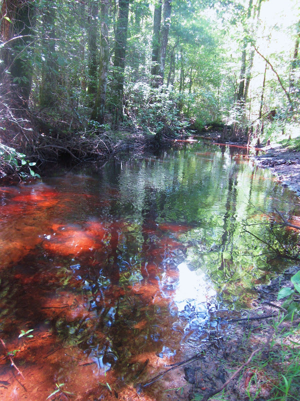 Smoky Scout's Hiking Adventures: Rambling at Lumber River State Park