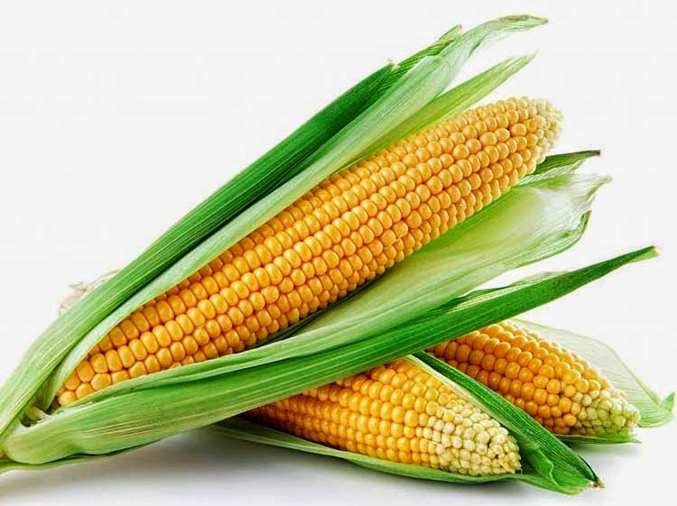 Rifko Smansa: Manfaat Flora & Fauna di Indonesia Bagi Kehidupan Manusia