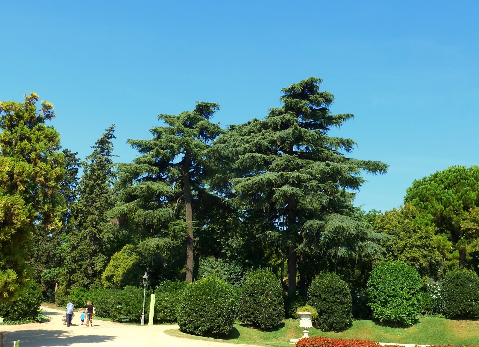 Árboles con alma: Cedro del Himalaya. Cedre. (Cedrus deodora)