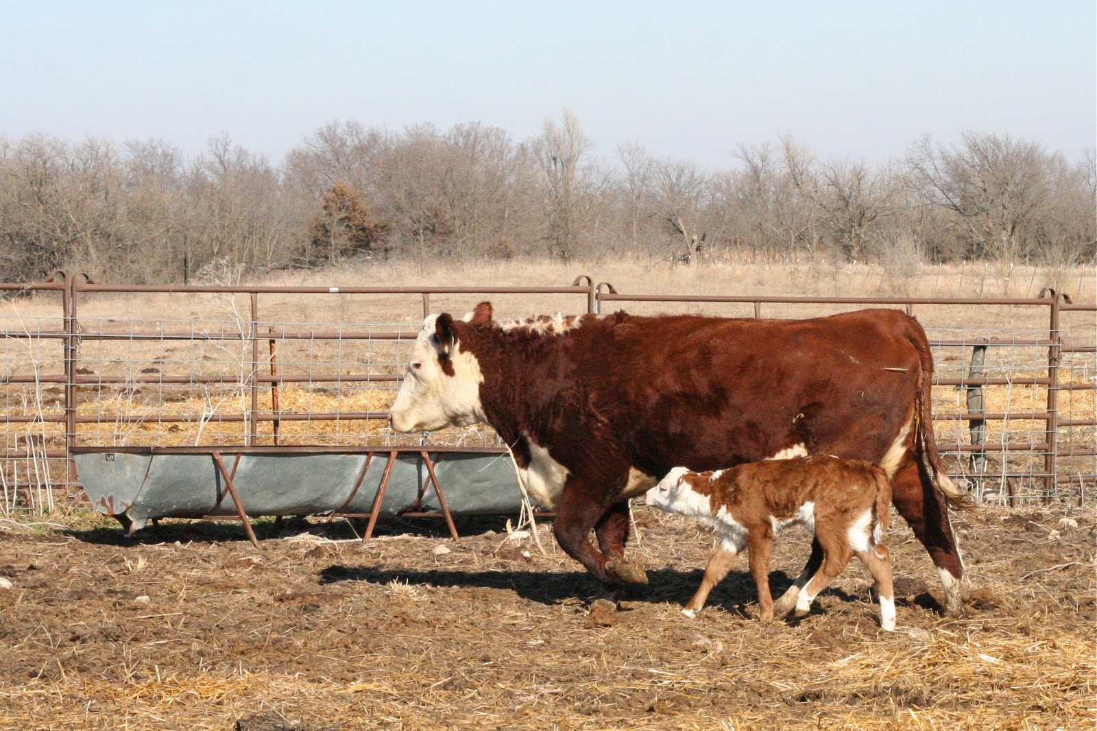 Finding the Balance: baby calves.