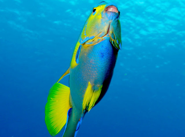 Queen Angelfish Facts And New Pictures | All Wildlife Photographs