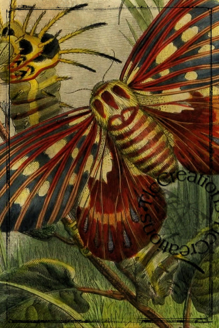 Create with TLC: Butterflies, Bees and Bugs....Plus a Freebie