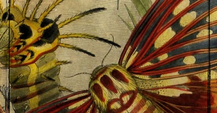 Create with TLC: Butterflies, Bees and Bugs....Plus a Freebie