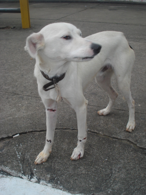 ABC dos Bichos: Cachorrinho machucado...