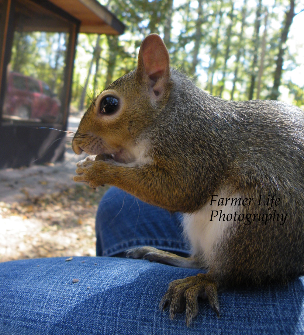 Living A Farmer's Life: Squirrel Spam 2!