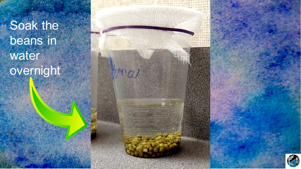 Basic Needs of Plants Digital and Print Notes | Polka Dots and Protons ...