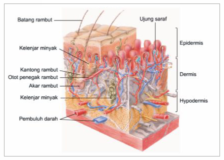 Anatomi fisiologi kulit dan rambut