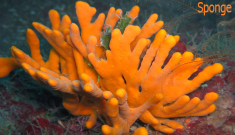 Sea Animals Names with Pictures | Necessary Vocabulary - Necessary ...