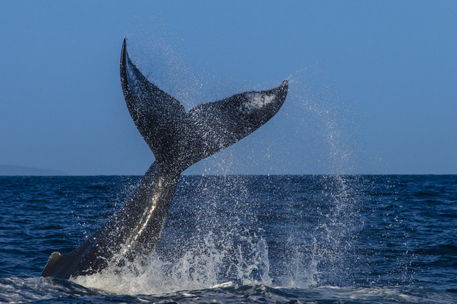 BMB's Whale Facts: WF#21: How Whales Feed Part Four: Baleen Whales ...