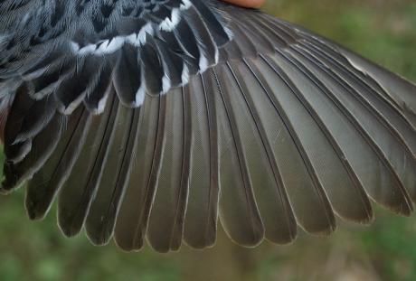 Ten Million Earthlings: Understanding Molt: A Bander's Perspective