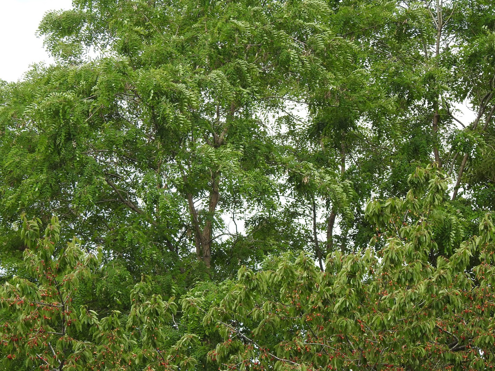 PASARI DIN ROMANIA: BIODIVERSITATEA IN PADURILE DE SALCAM (1), Introducere.