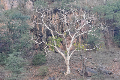 A Tapestry of Pictures: A Ghost Tree in India