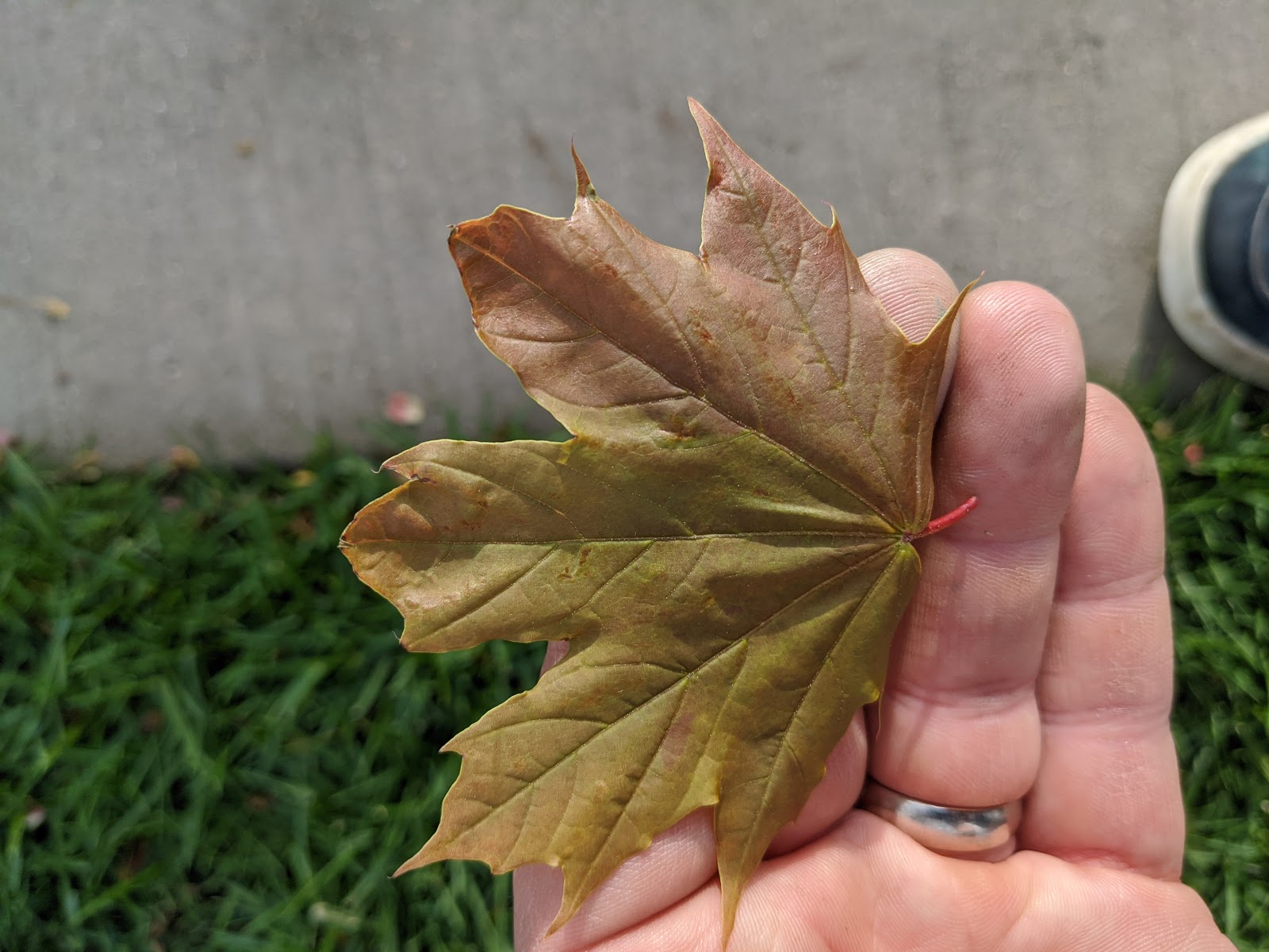 Our Parkway Maple Tree: Spring Color