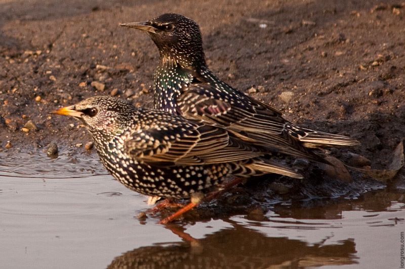 Pasari calatoare: Pasari calatoare