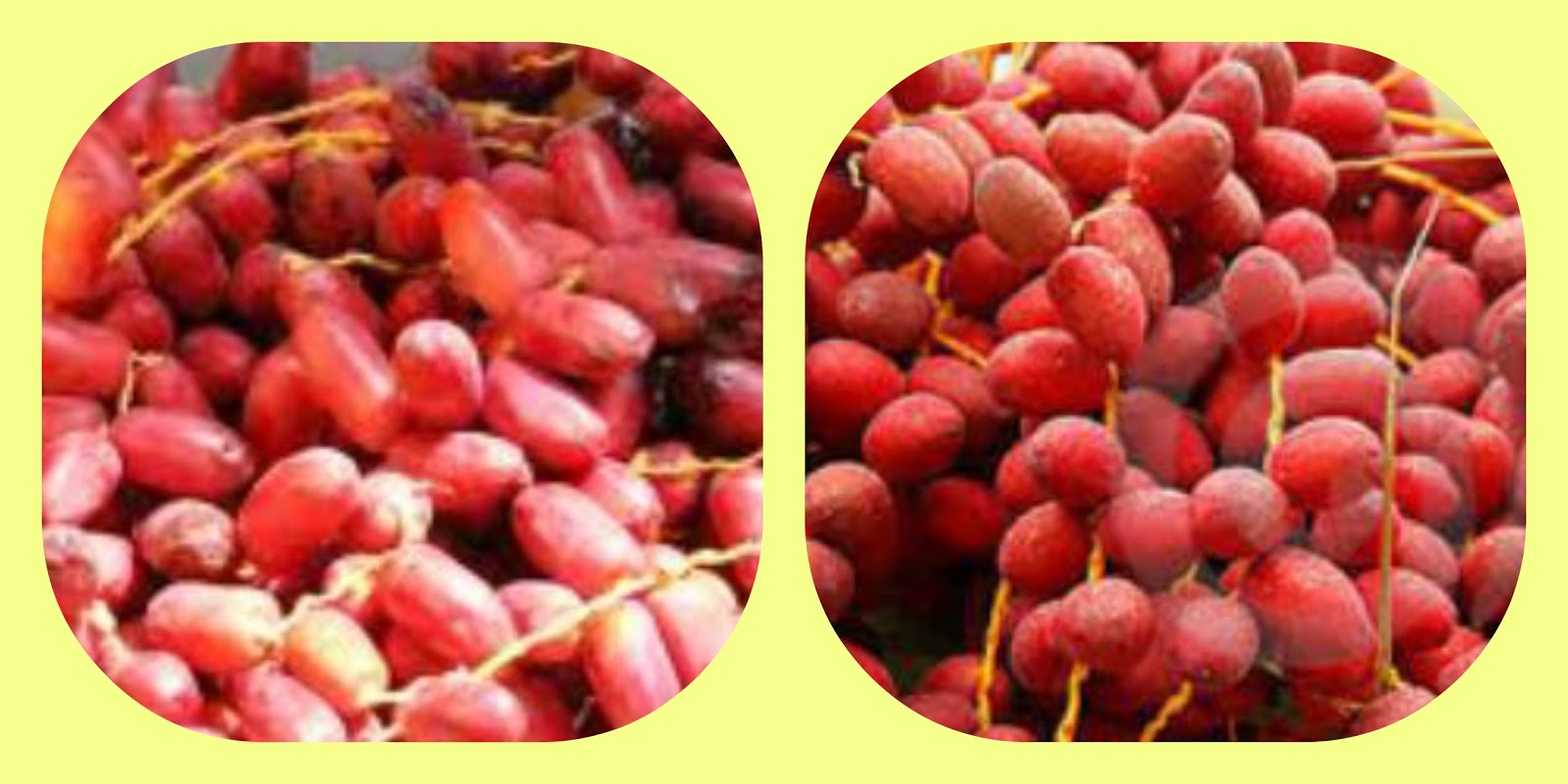 USHA'S KITCHEN: These are fresh Dates.