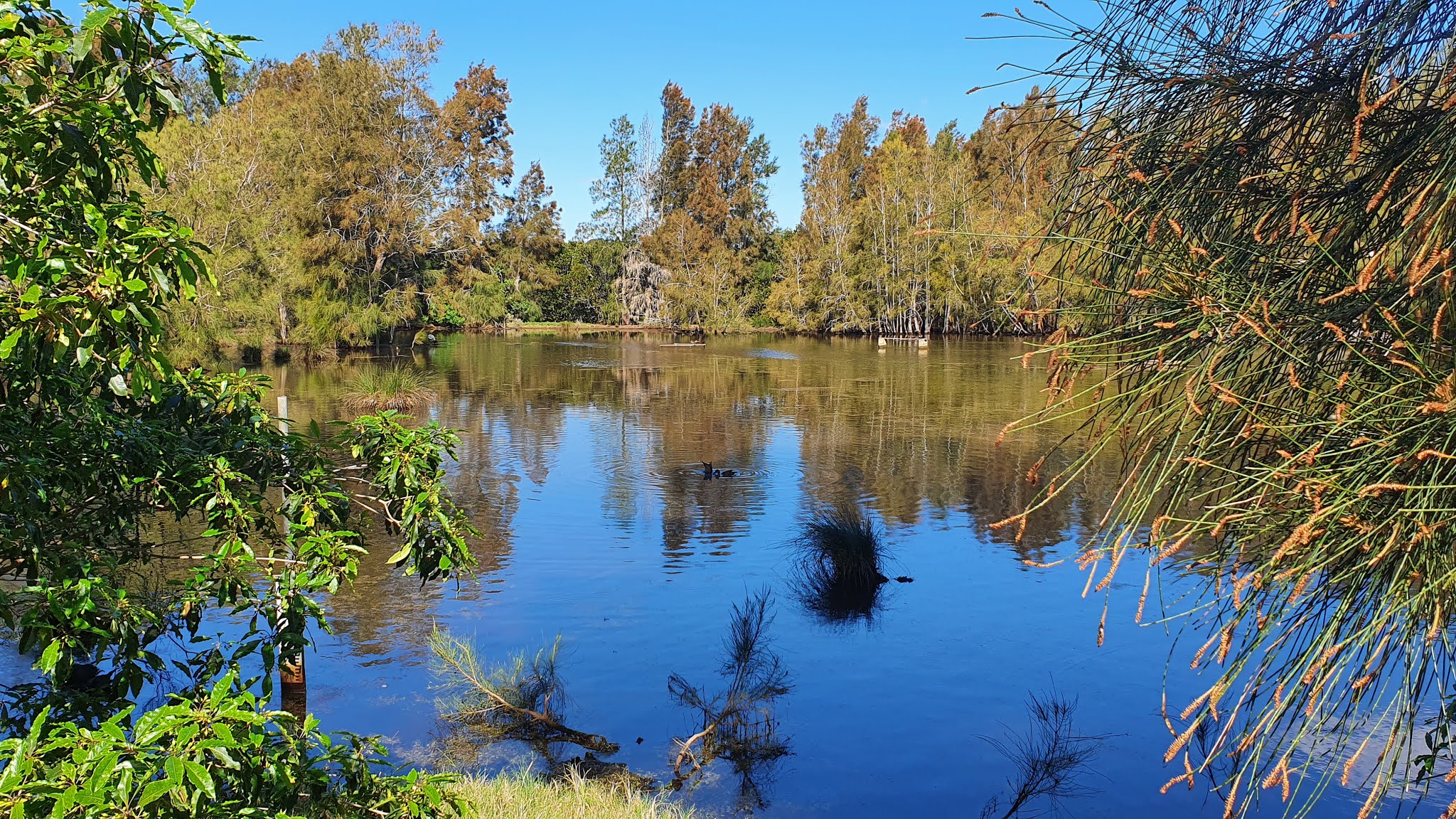 Sydney - City and Suburbs: Newington Nature Reserve, Wanngal Wetland
