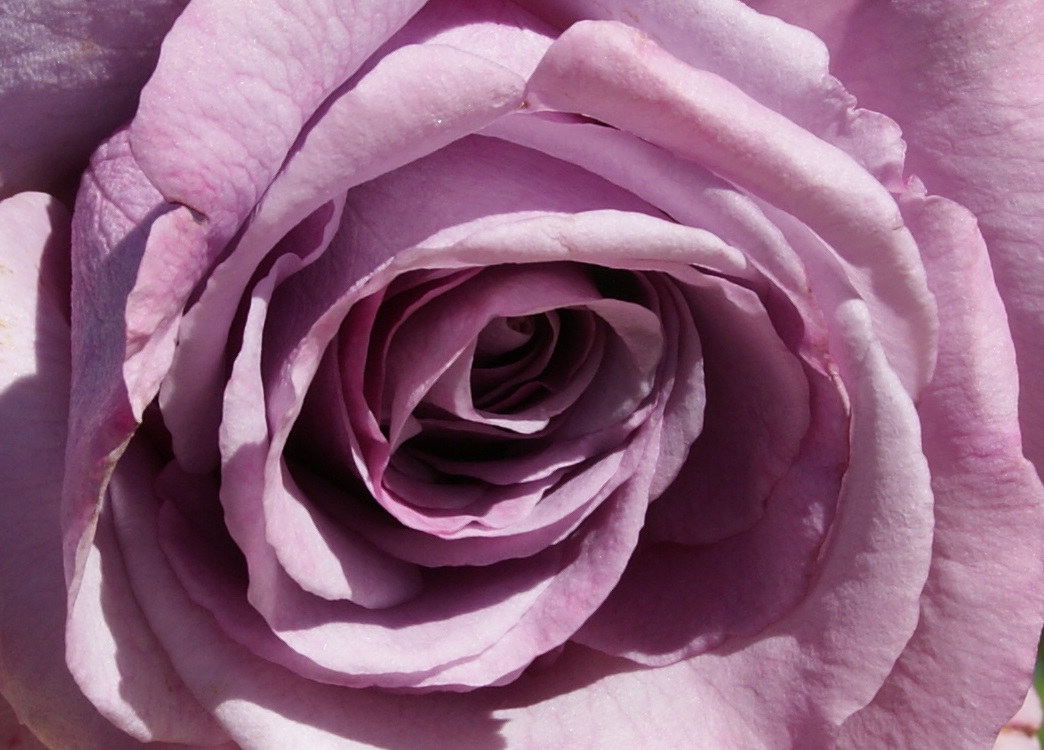 Organic Garden Dreams: Rose of the Month: 'Sweetness'
