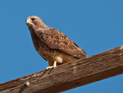 Geotripper's California Birds: Red-tailed Hawk (?) at the San Joaquin ...