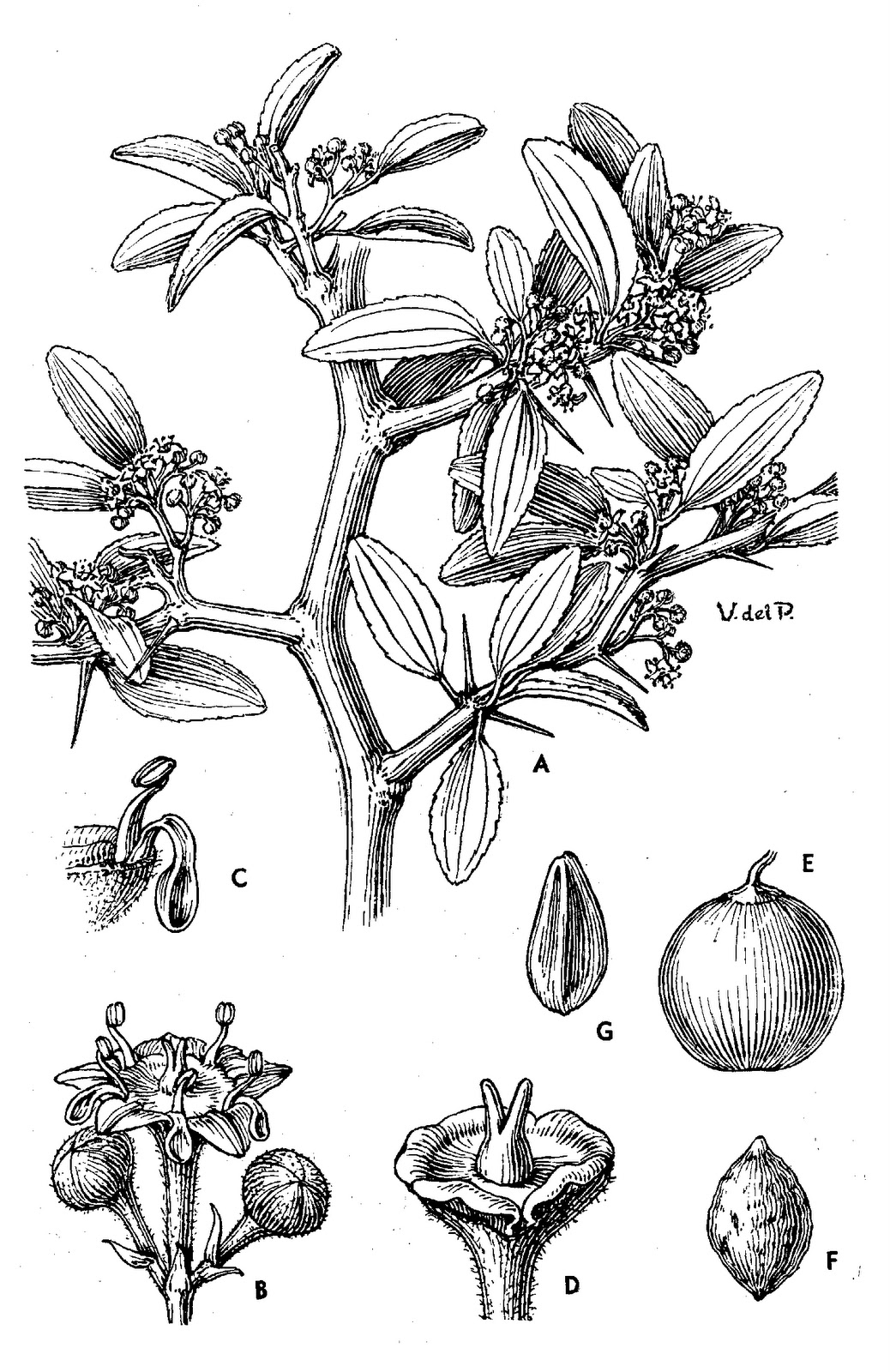 Malezas Comestibles: Mistol