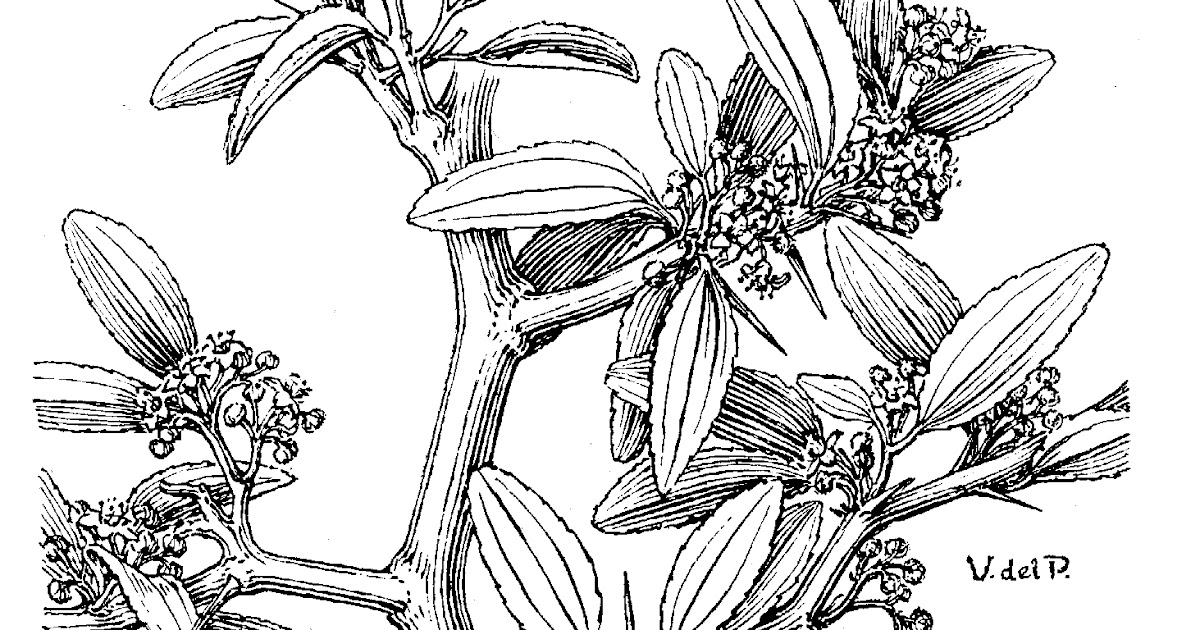 Malezas Comestibles: Mistol