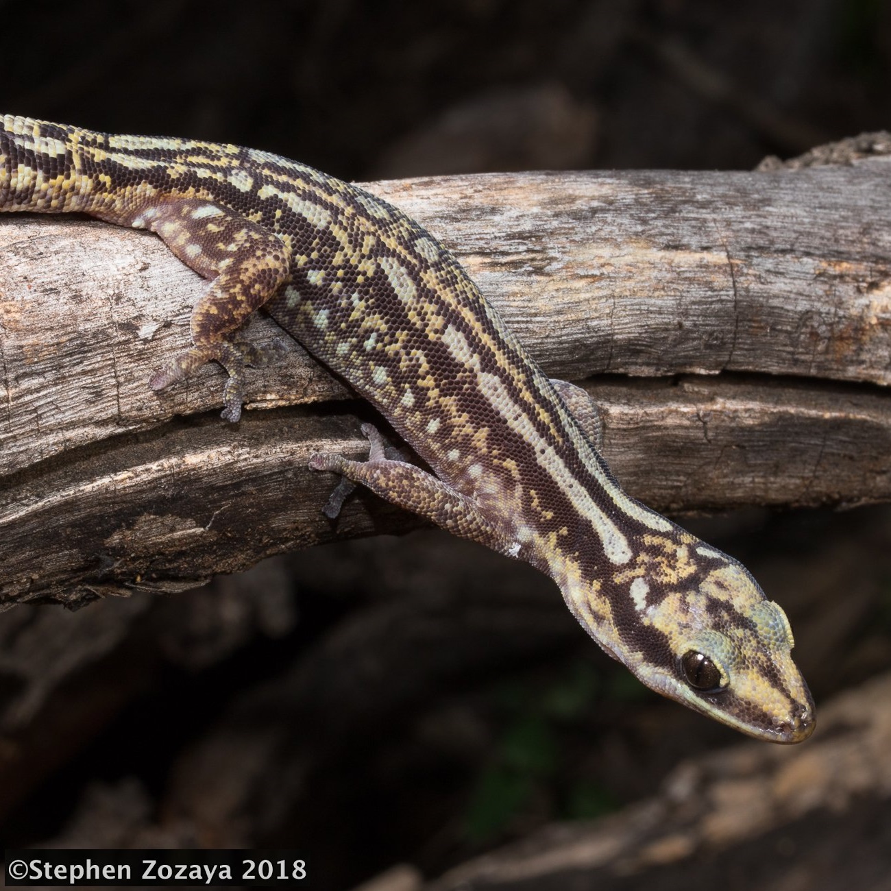 Species New to Science: [Herpetology • 2019] Oedura elegans, O. picta ...