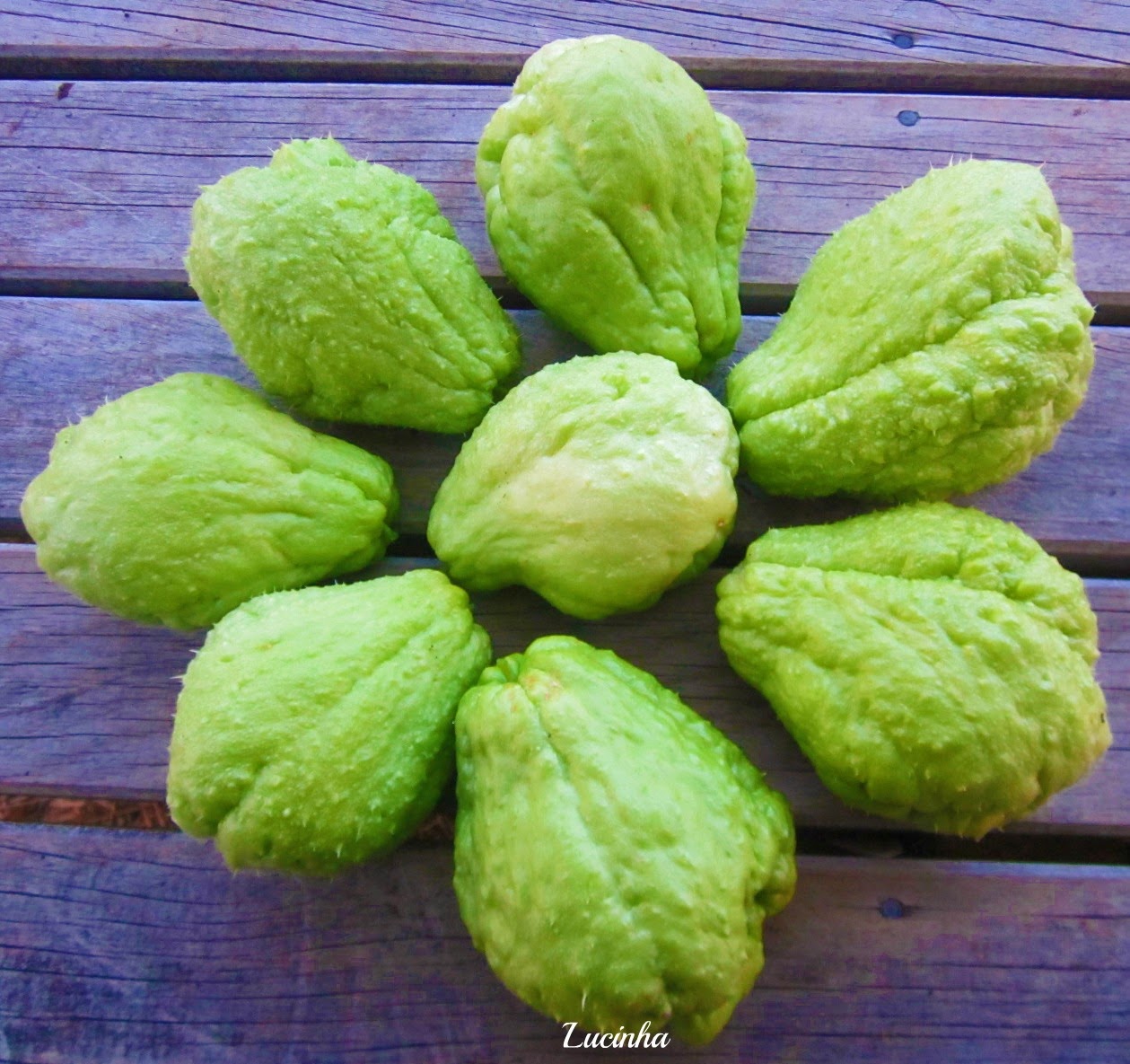 Jardim da Lucinha: Notícias do pé de chuchu + mudas para minha hortinha