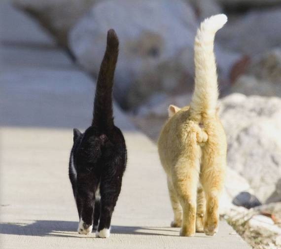 American Deals: Poze cu animale haioase compilatie 2016