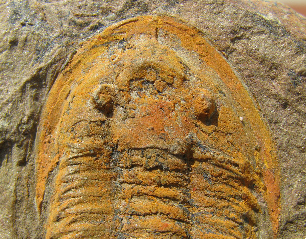 Views of the Mahantango: Asaphellus fazovataensis trilobite from Morocco