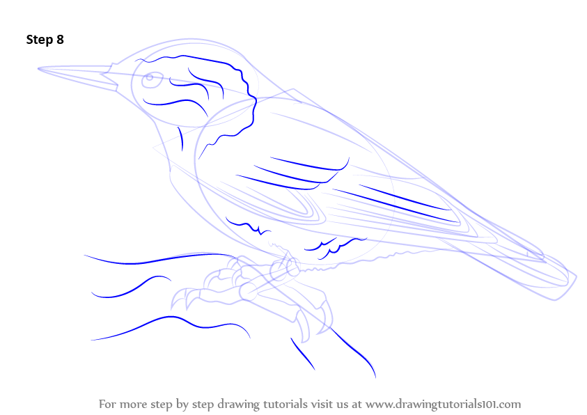 How to Draw Birds: Draw Realistic Animals - Red-breasted nuthatch