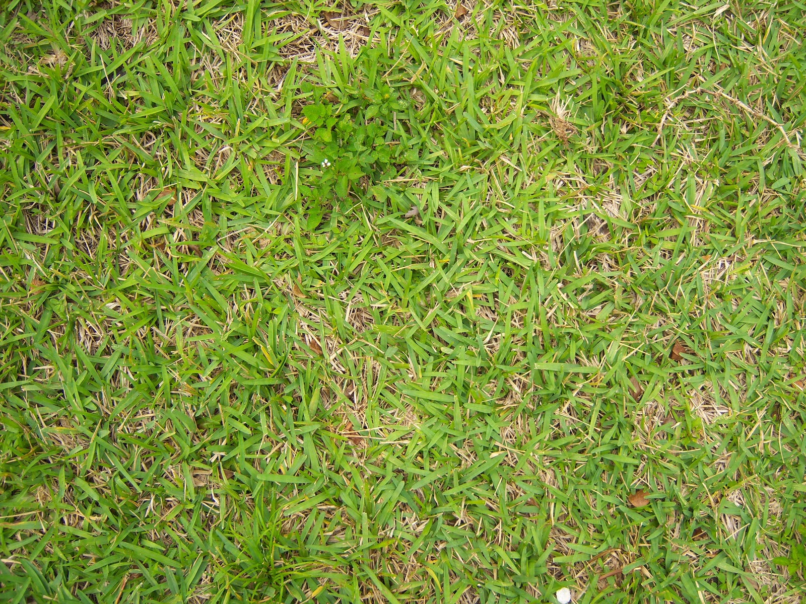 WinskyserinArchSketch: Free grass texture