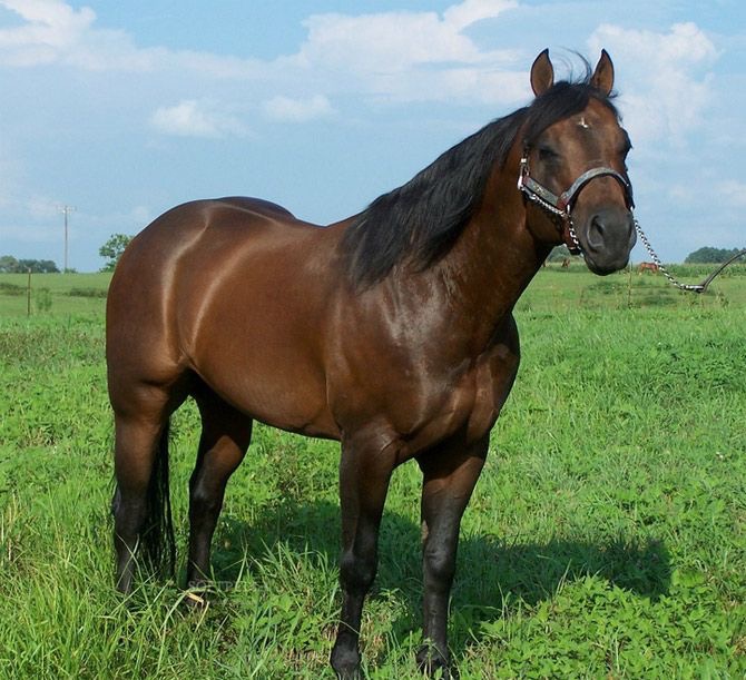 Cavalos | Belas Imagens de Cavalos