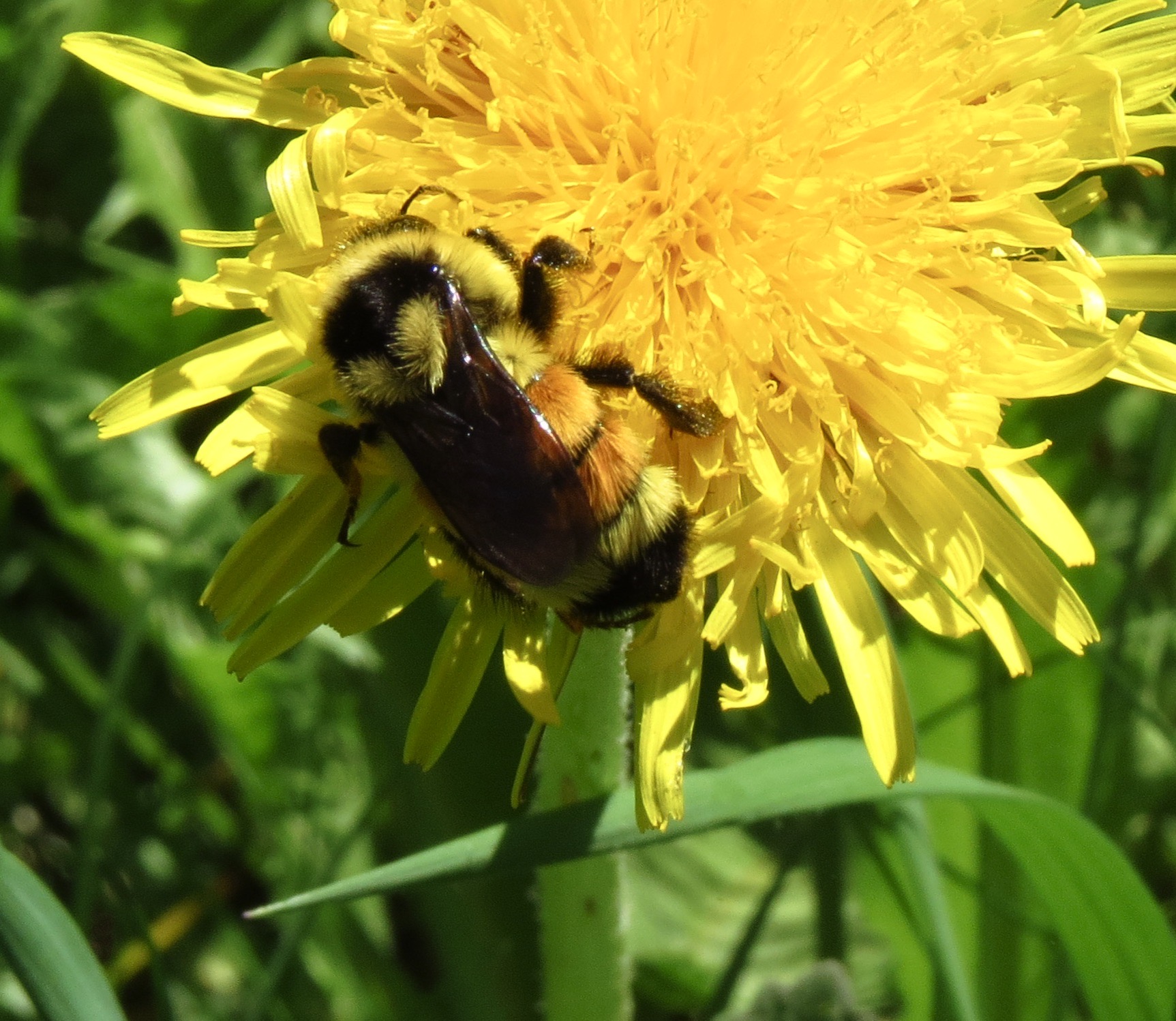 Jericho, Vermont Photos: Jericho, Vermont has cool bugs!