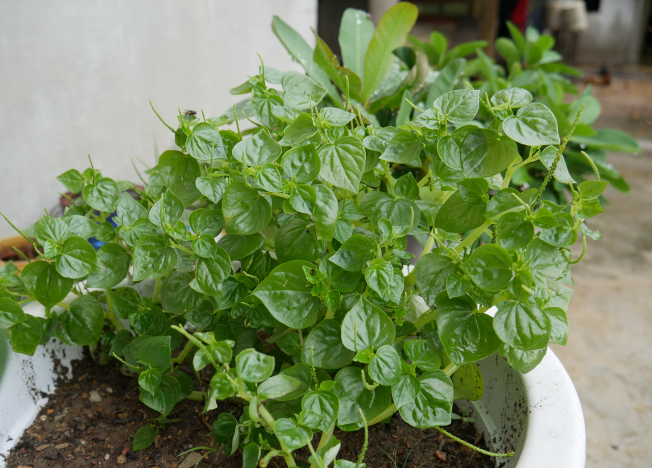 PEPEROMIA PELLUCIDA: The Miraculous Healing Benefits of Pepper Elder ...