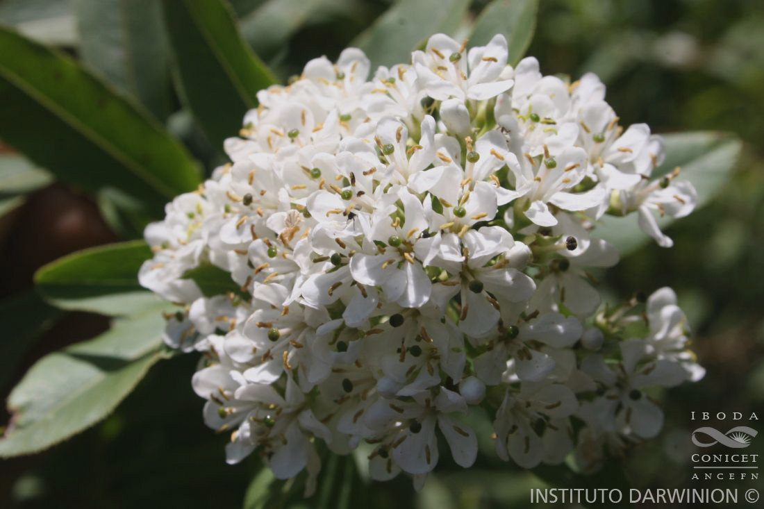 Argentina nativa: Árbol del pito (Escallonia megapotamica)