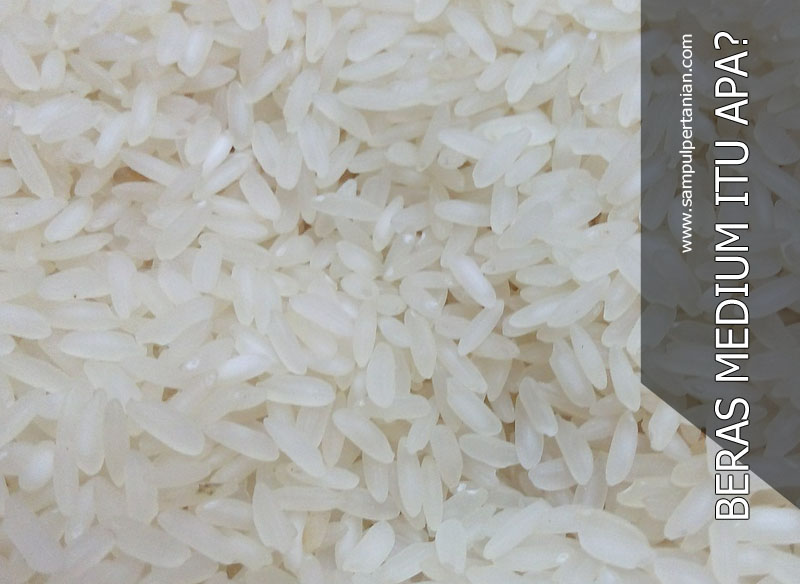 Beras Medium Itu Apa?