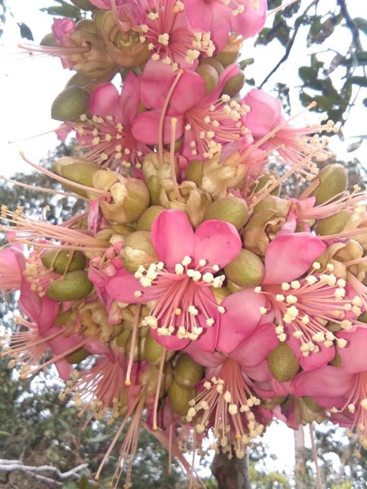 Berita TV Malaysia: Durian bunga merah