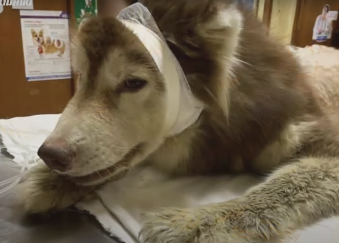 Husky With Mangled Legs Smiles & Wags So They Don’t Walk Passed Him Again