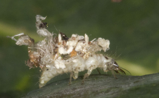 Green Lacewing Larva | Naturally